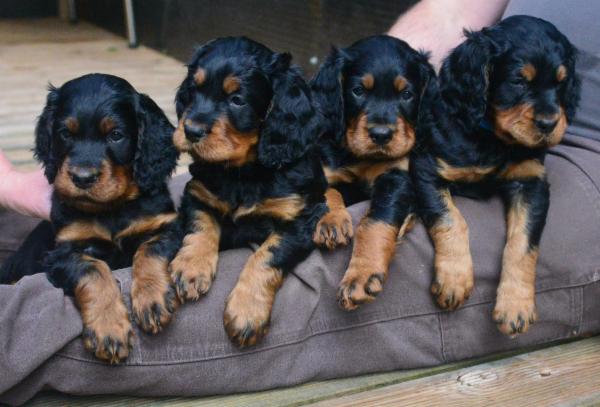 Litters - Lignum Gordon Setters