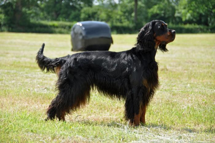 Litters - Lignum Gordon Setters