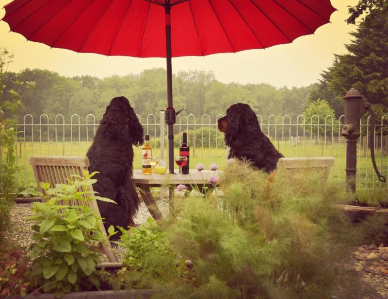 Home - Lignum Gordon Setters